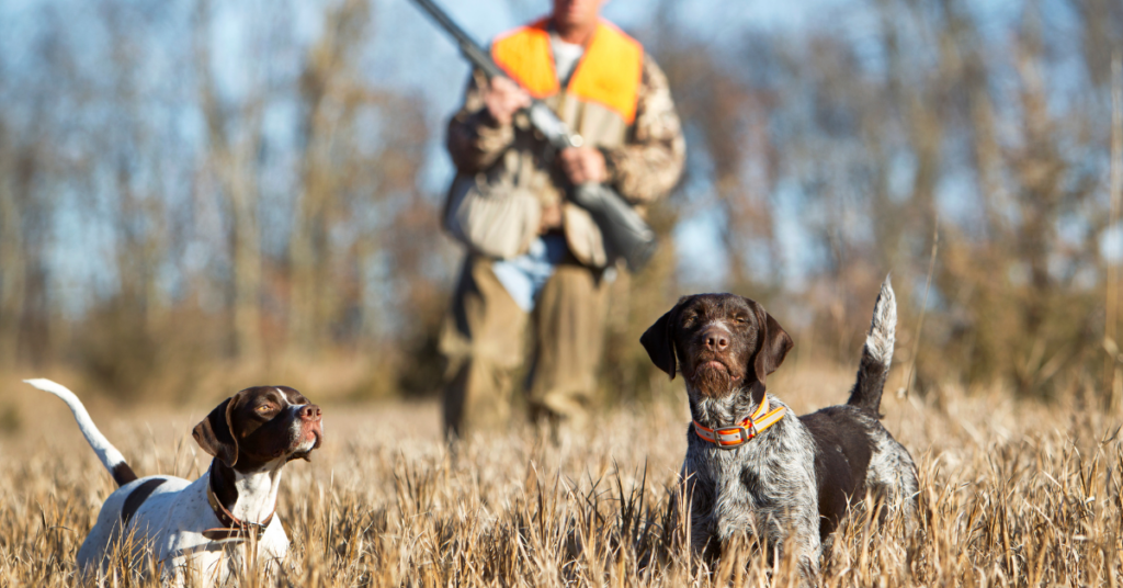 Jagdhunderassen: Liste beliebter Jagdhunde + mit Bildern & Beschreibung ...