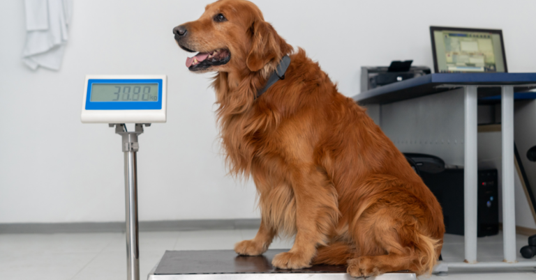 Was ist das Idealgewicht für meinen Hund? Tabelle, Erklärung + Tipps [2023]