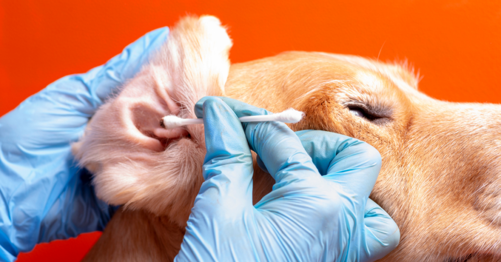 Schwarzer Dreck im Hundeohr: Ursache, Risiken + was man tun muss [2025]