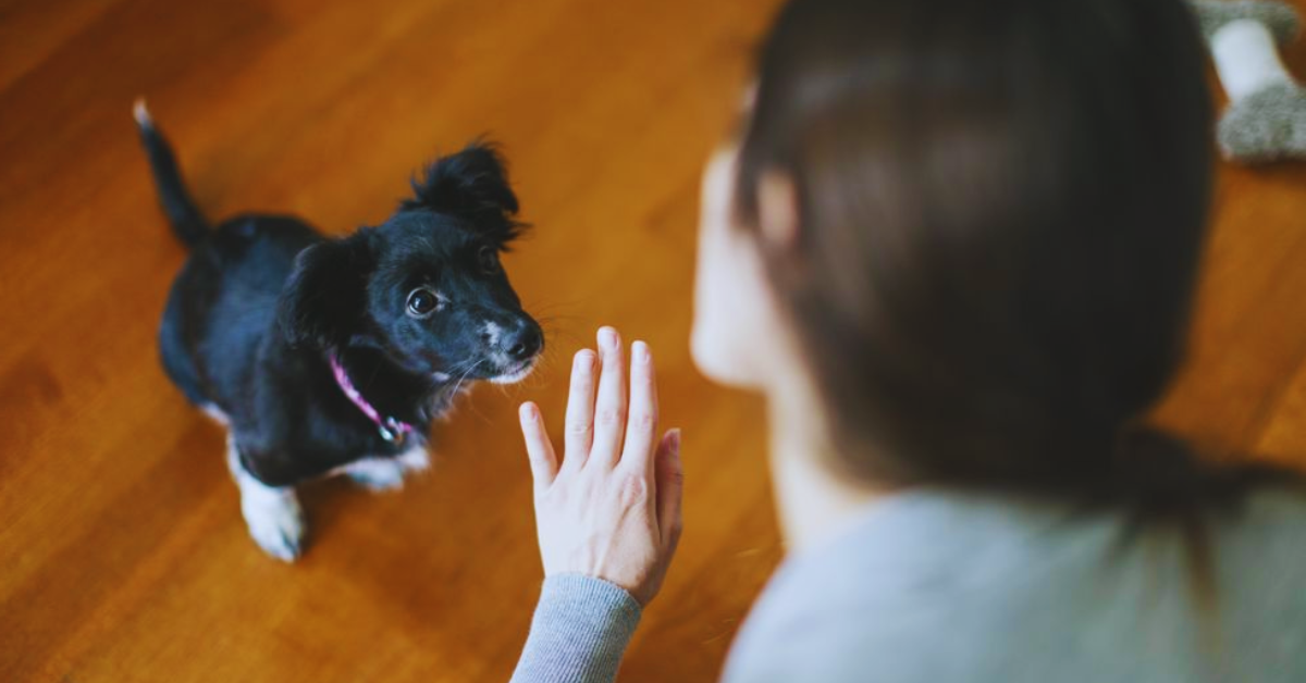 Hund springt mich an: Tipps zur Verhaltensänderung + beste Empfehlungen ...