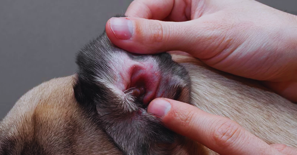 Ohrmilben beim Hund: Symptome, Behandlung und Prävention erklärt [2025]