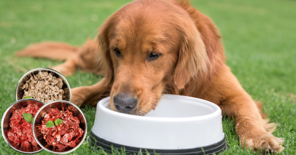 BARF Hundefutter Test: Entdecke die besten Marken für ein gesundes ...